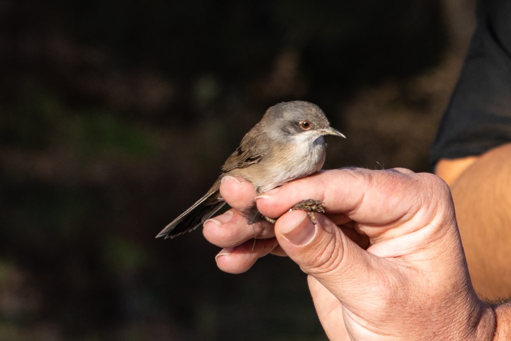 INAUGURAÇÃO DE OBSERVATÓRIO DE AVES NA ALBUFEIRA DO DIVOR INCLUI ...