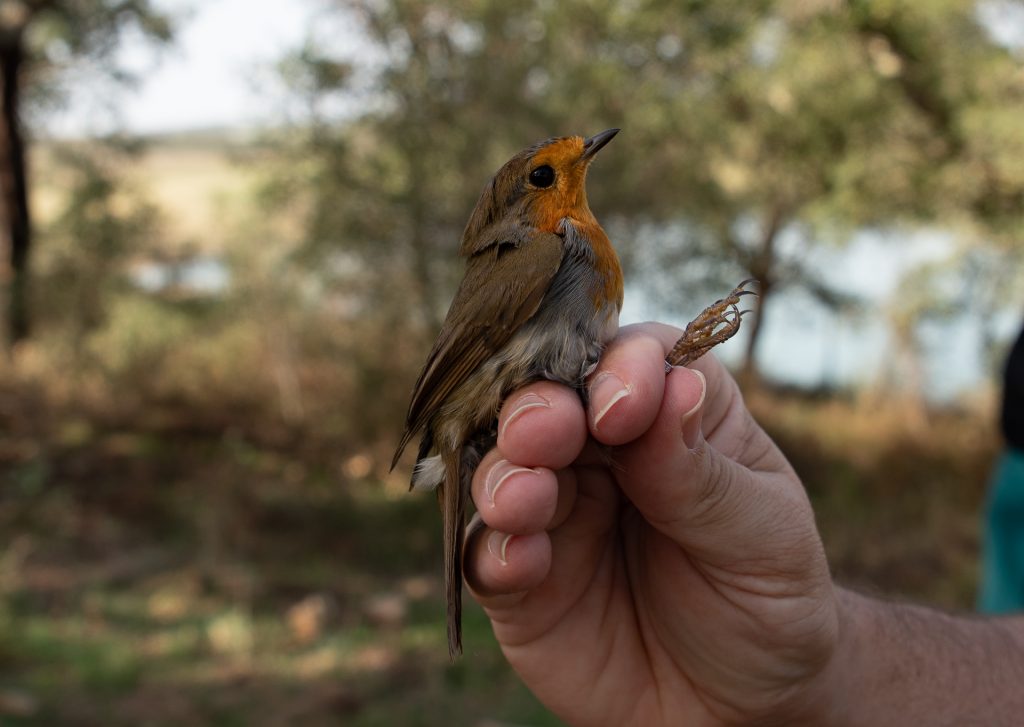 INAUGURAÇÃO DE OBSERVATÓRIO DE AVES NA ALBUFEIRA DO DIVOR INCLUI ...