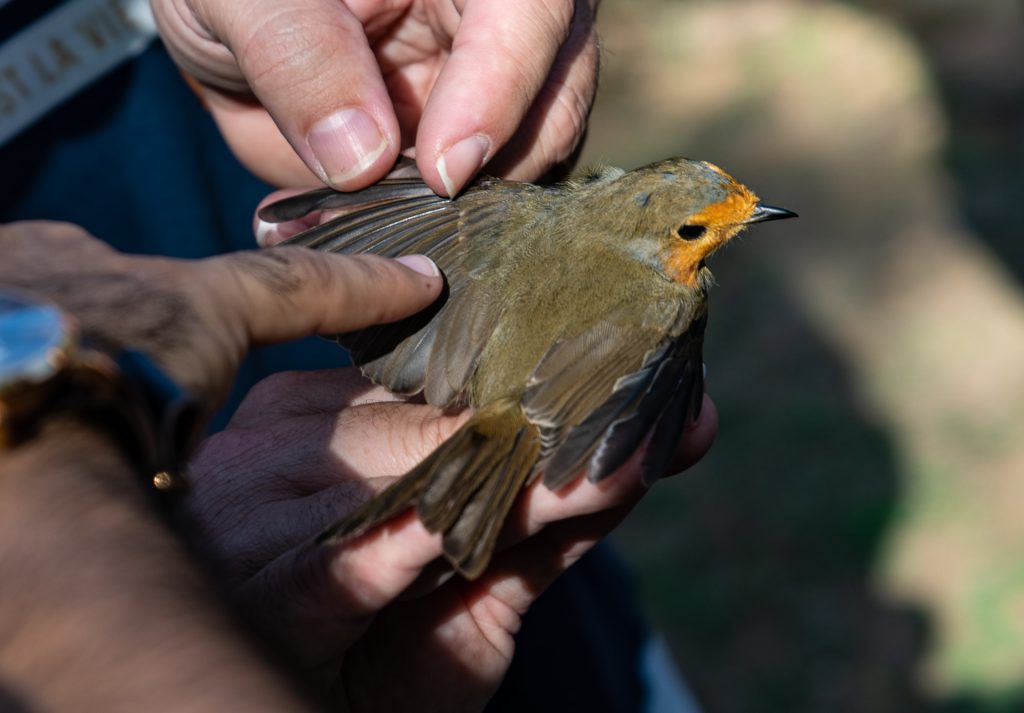 INAUGURAÇÃO DE OBSERVATÓRIO DE AVES NA ALBUFEIRA DO DIVOR INCLUI ...