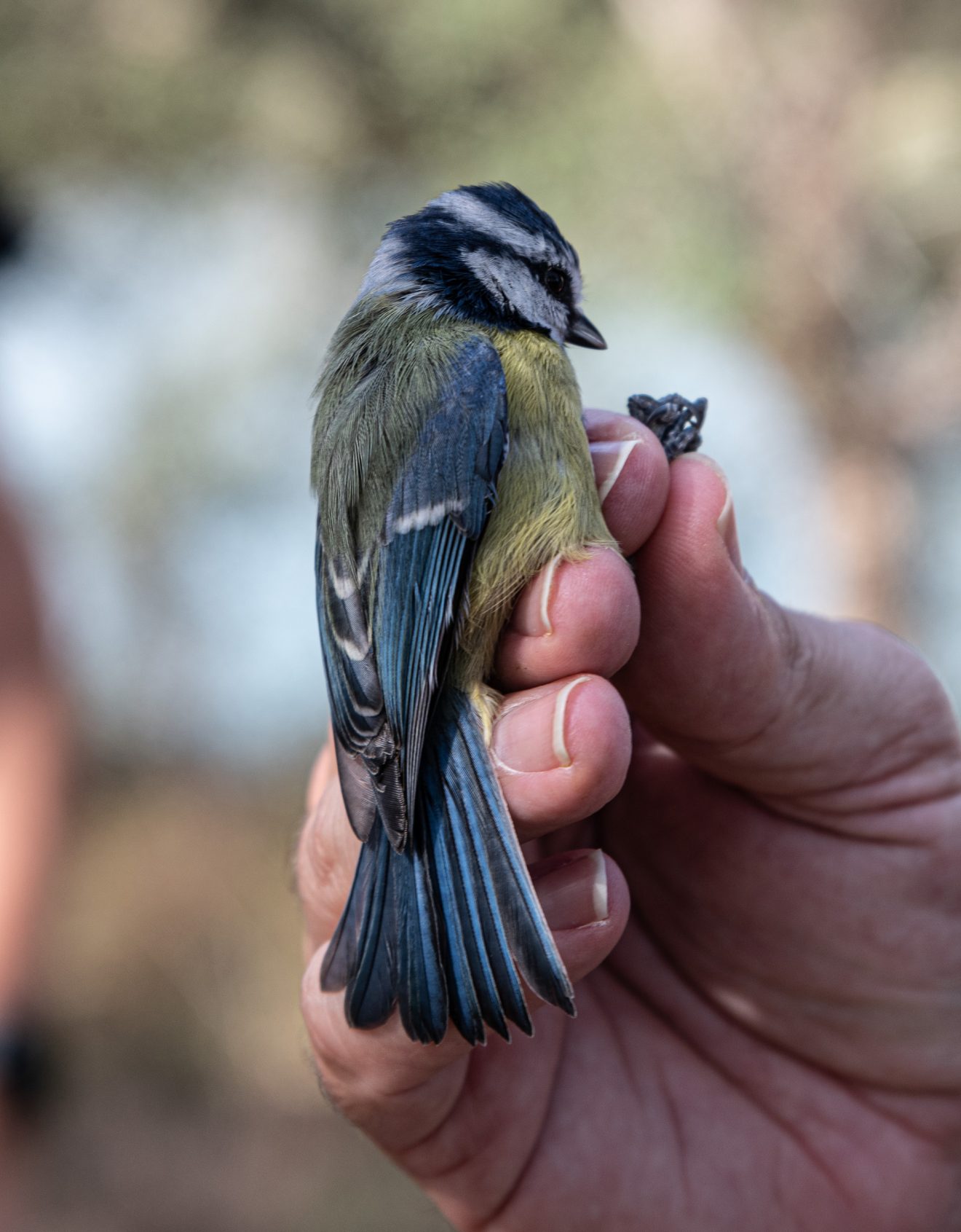 INAUGURAÇÃO DE OBSERVATÓRIO DE AVES NA ALBUFEIRA DO DIVOR INCLUI ...