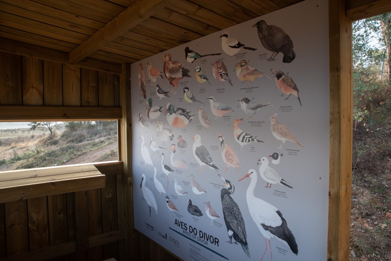 INAUGURAÇÃO DE OBSERVATÓRIO DE AVES NA ALBUFEIRA DO DIVOR INCLUI ...